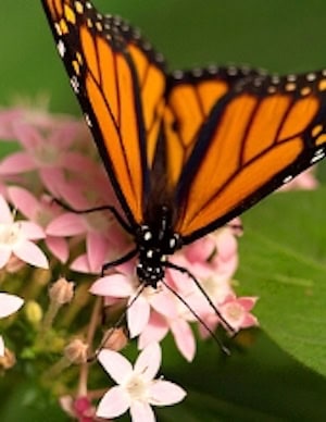 Carol Hess, 69, of Roscommon - upnorthvoice.com