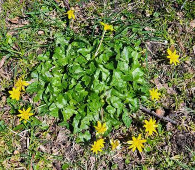 Invasive Perennial Flowers 16 Types Of Invasive Plants You Should